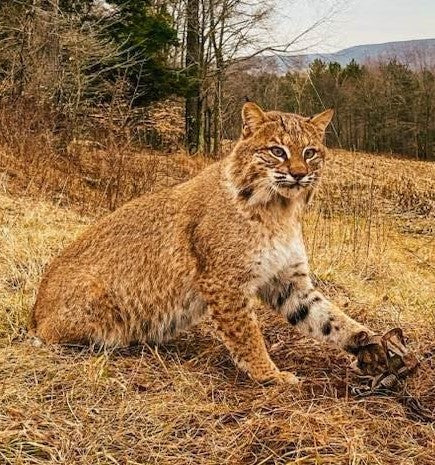 Bobcat – Predator Control Group
