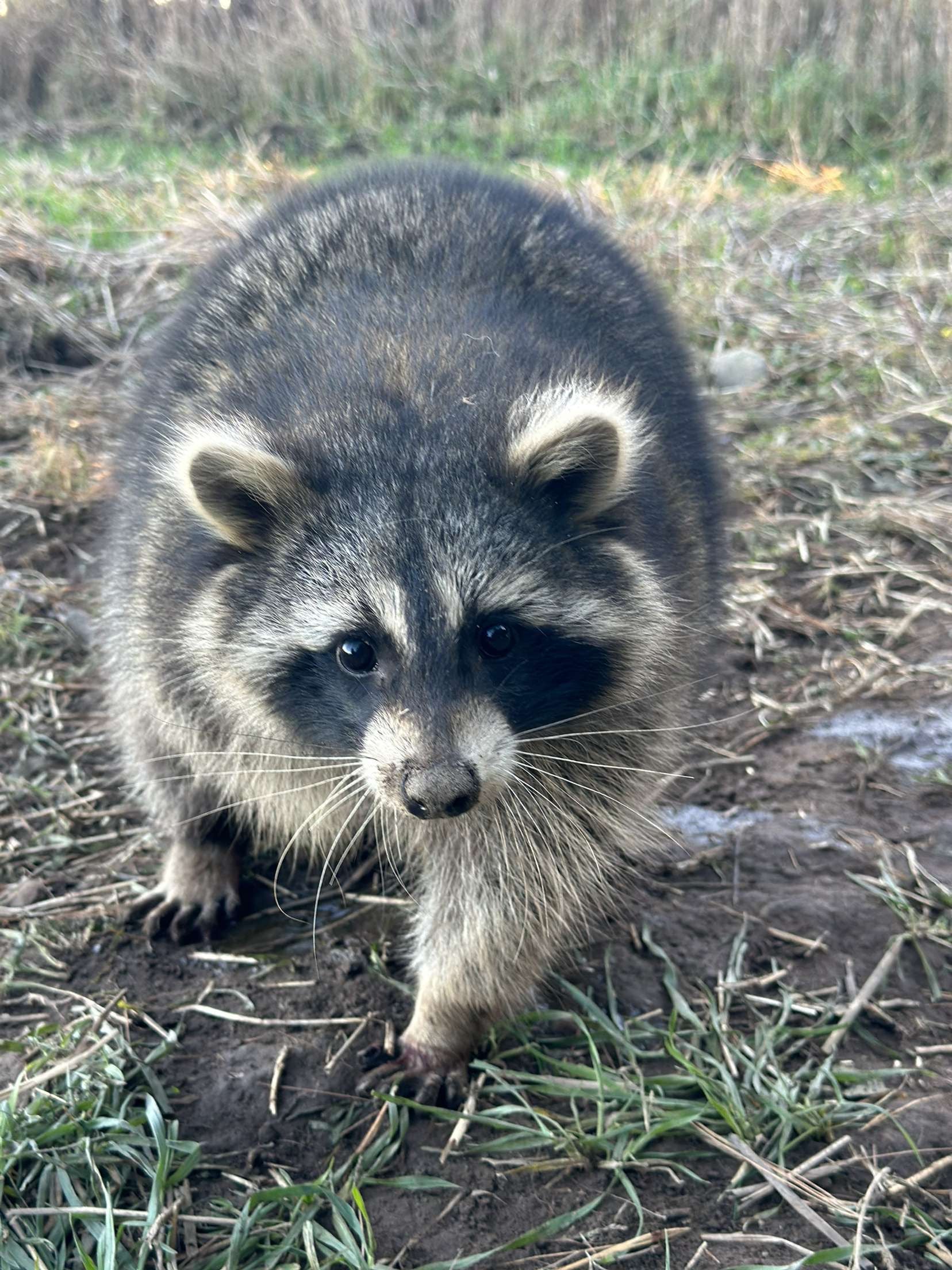 Raccoon – Predator Control Group