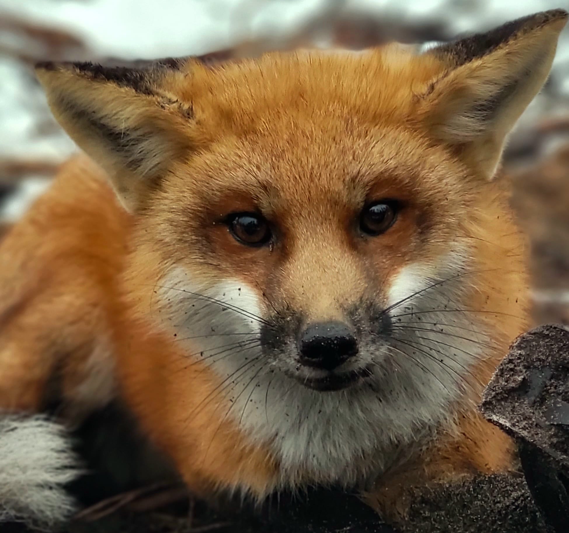 Fox – Predator Control Group